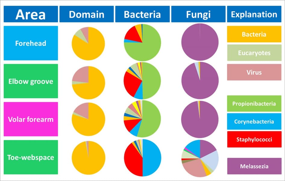 Skin's Microbiome | Micro organisms on human skin